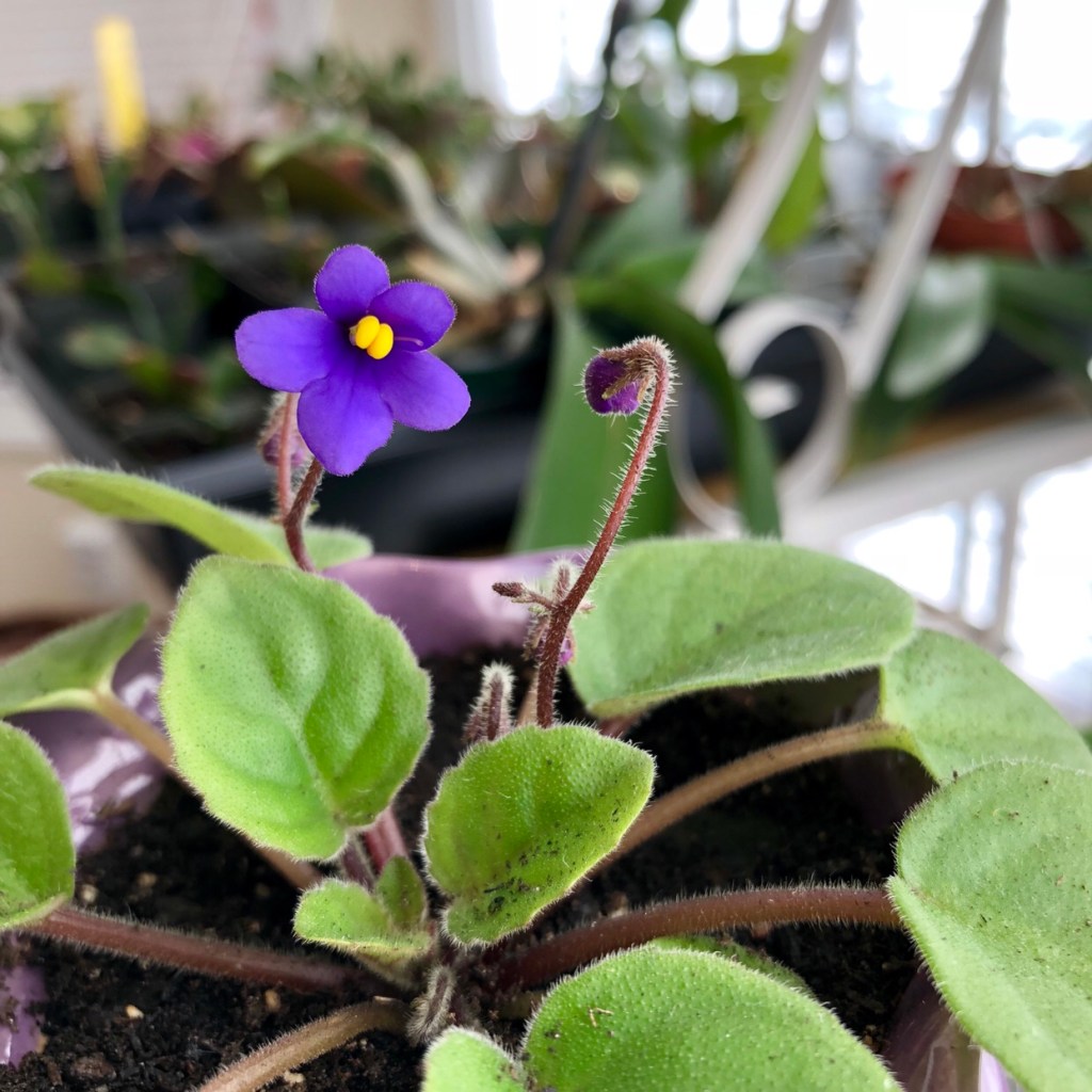 Baby’s first bloom – Plant Sense